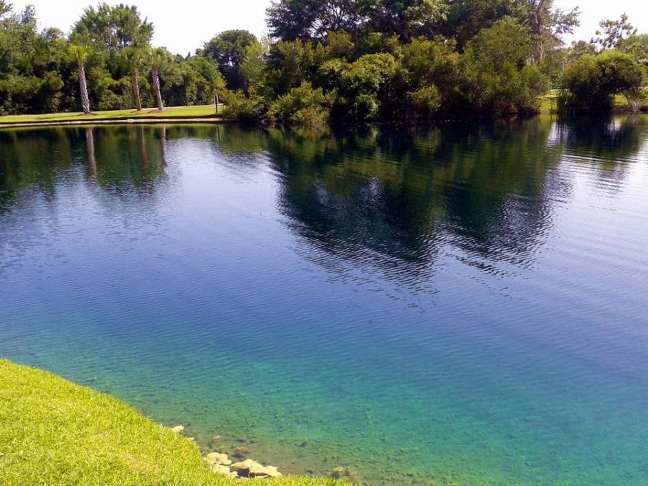 Feeding Alligators {and sin} | CampClem