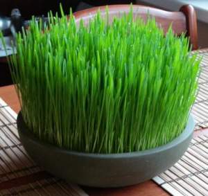{my favorite ways to} Decorate With Wheat Grass | CampClem