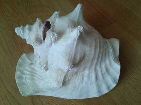 Goodwill Conch Shell {plus a little spraypaint} | CampClem